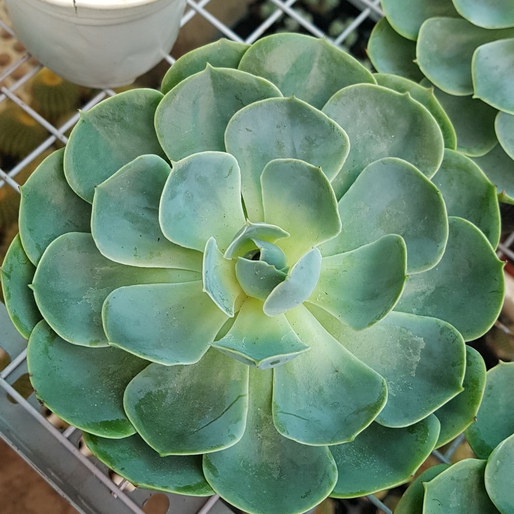 SEN ĐÁ ĐẤT Indoor Garden